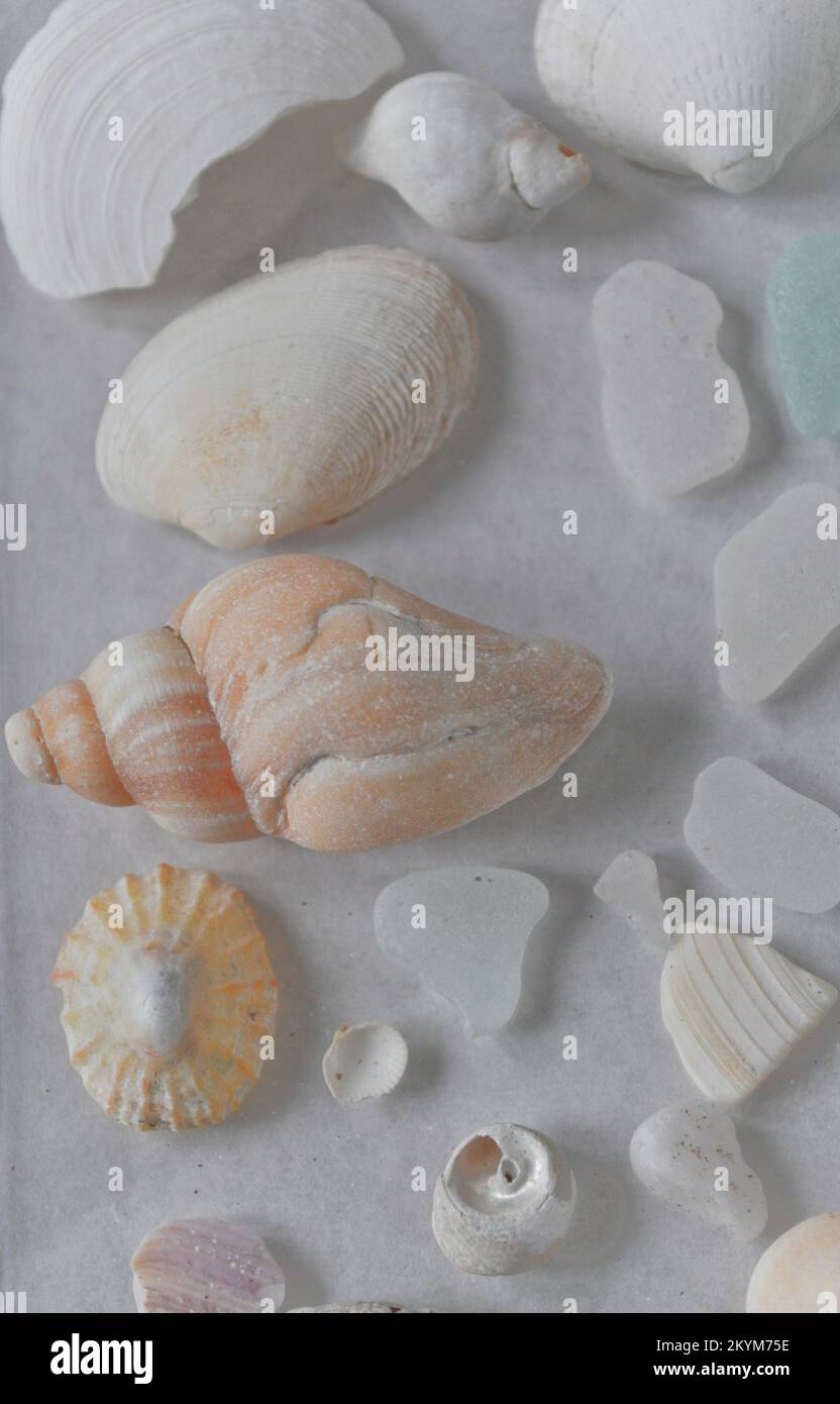 Shell collection display hi-res stock photography and images - Alamy