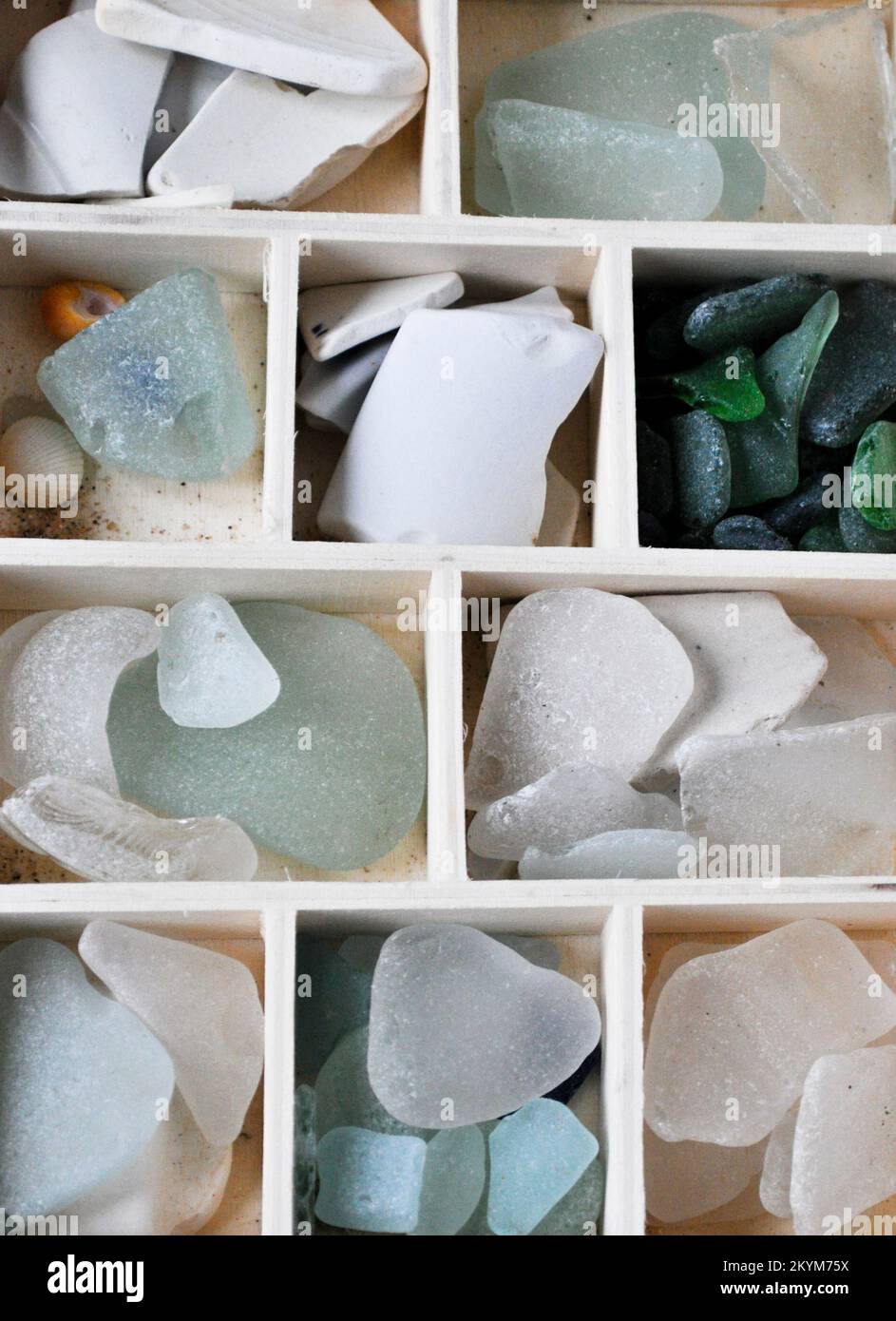 Shell collection display hi-res stock photography and images - Alamy