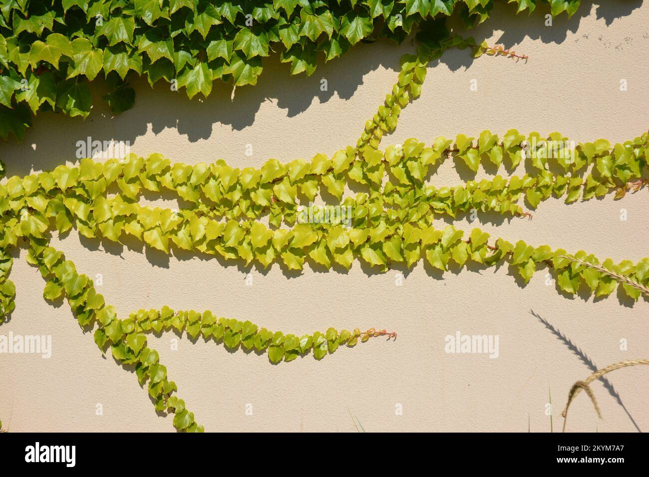 Hedera, commonly called ivy (plural ivies) on house wall. Beautiful ivy ...