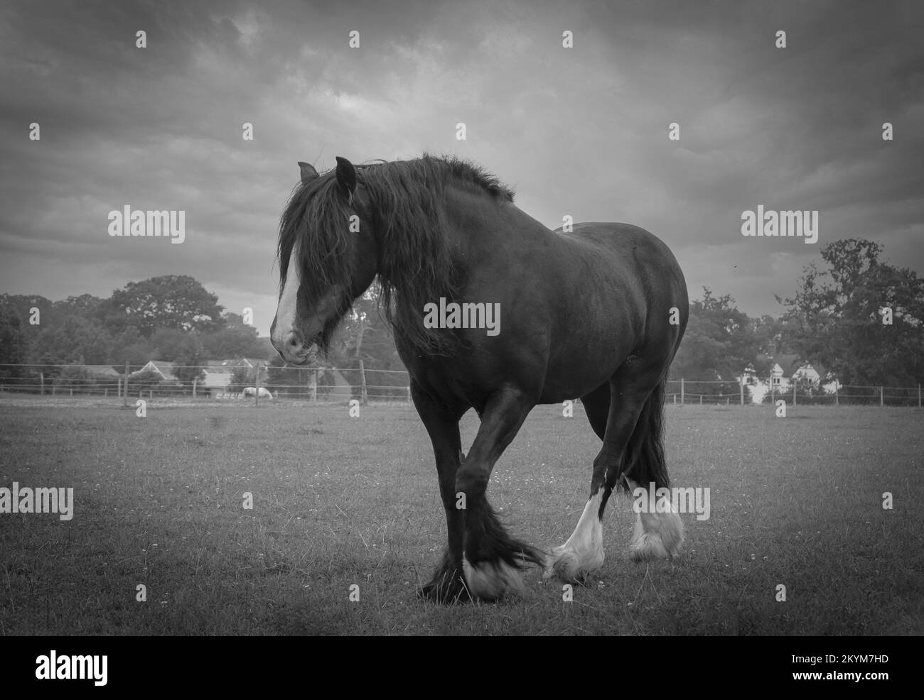 black and white picture of a welsh cob pony Stock Photo - Alamy