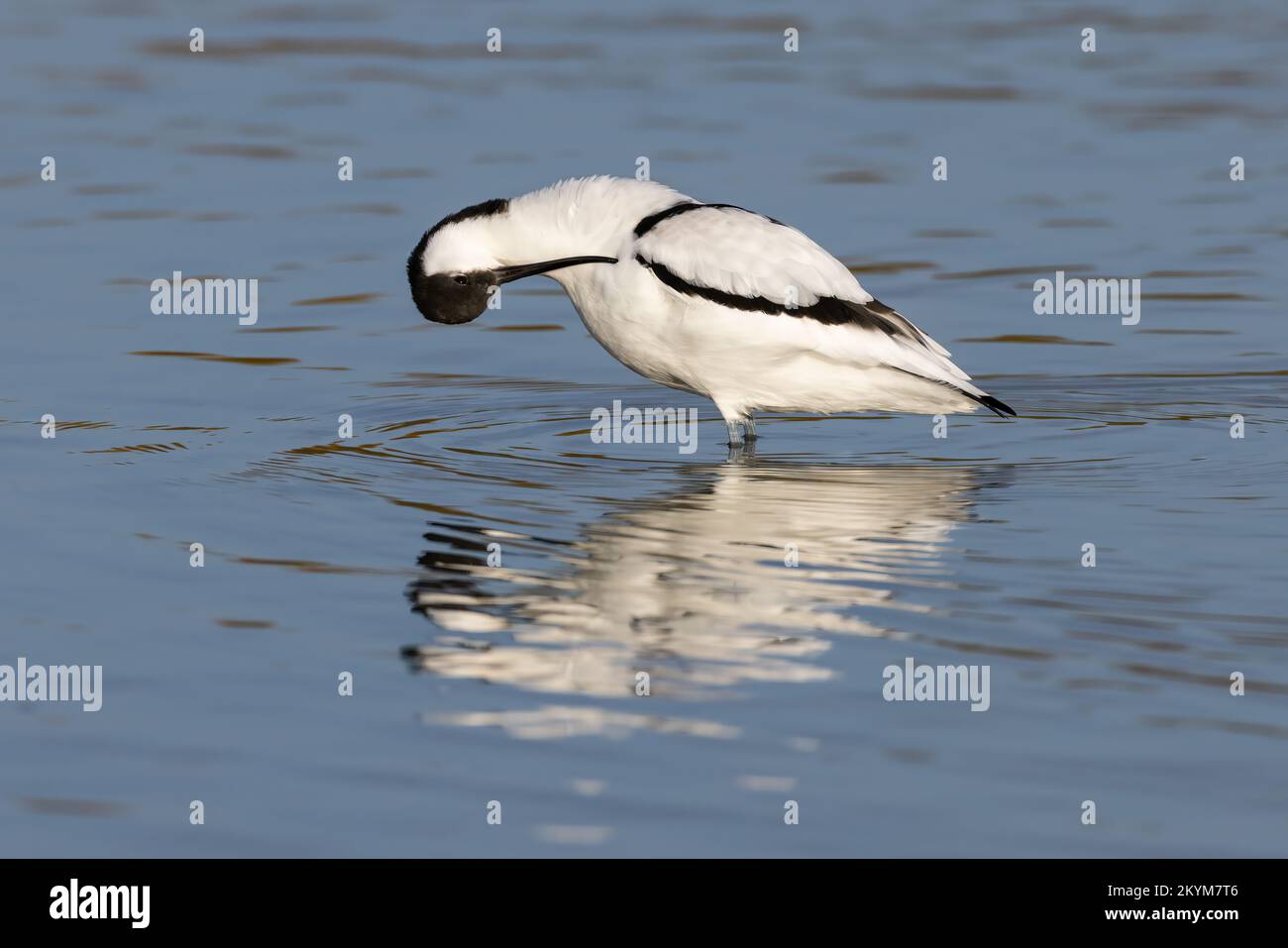 Avocet behaviour hi-res stock photography and images - Alamy