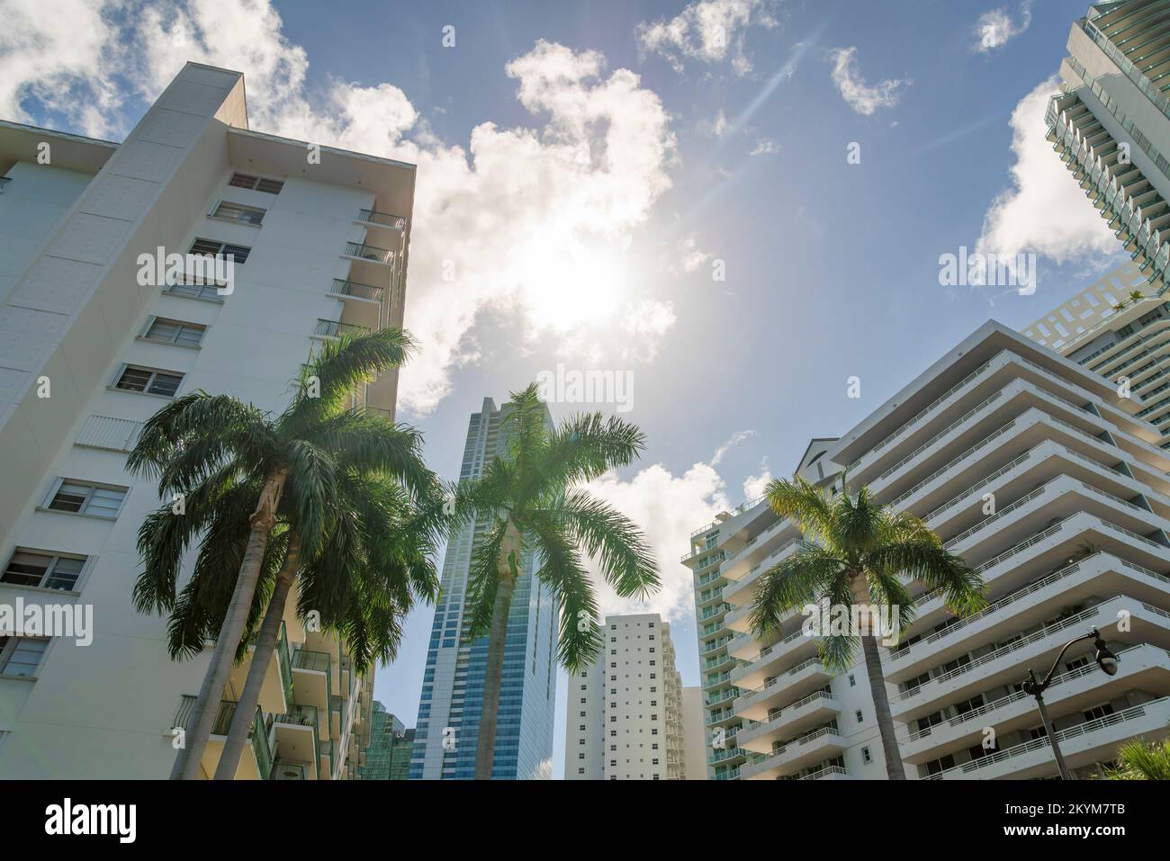 Ornate palm trees and antique street lights at the front of the ...