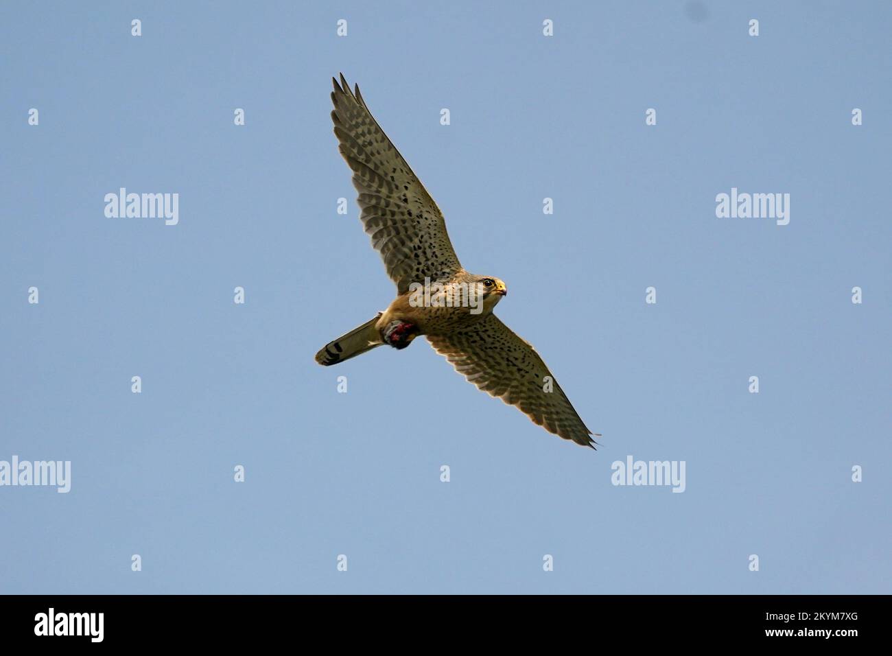 Merlin in Flight. The UK's smallest bird of prey, this compact, dashing ...