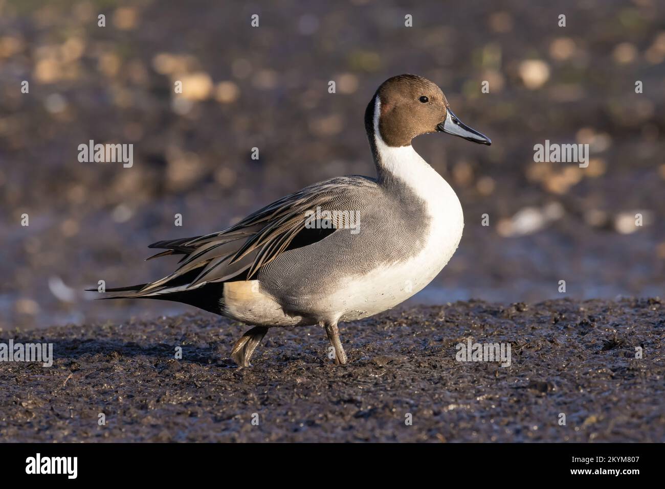 Drake pintail duck on hi-res stock photography and images - Alamy