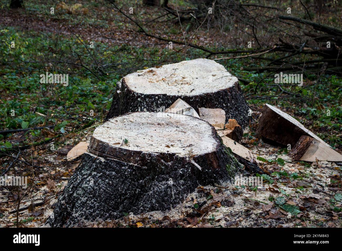 Two old thick spruce trees cut down at the root in the forest Stock ...