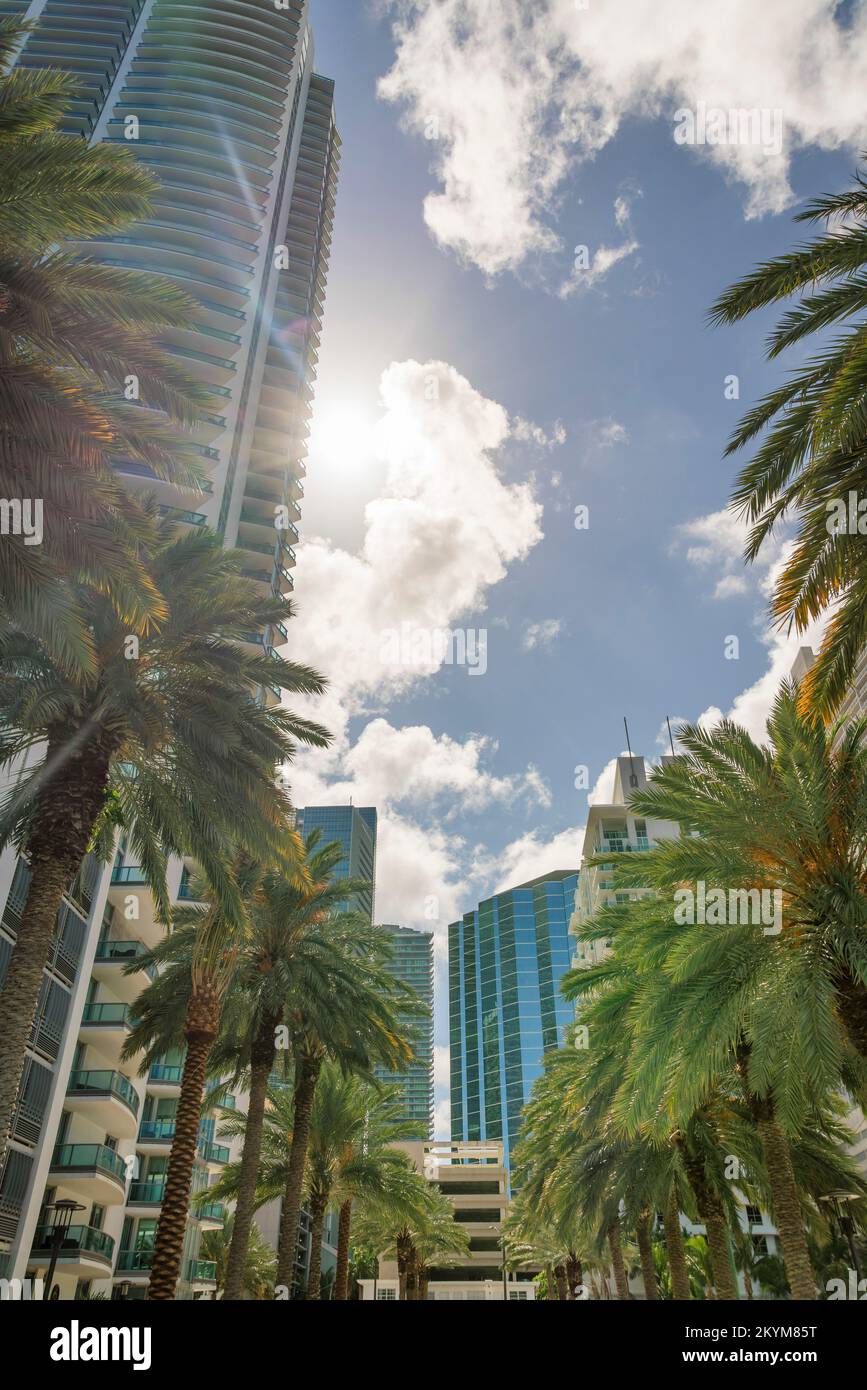 Rows of palm trees and sun behind the condominium building at Miami ...