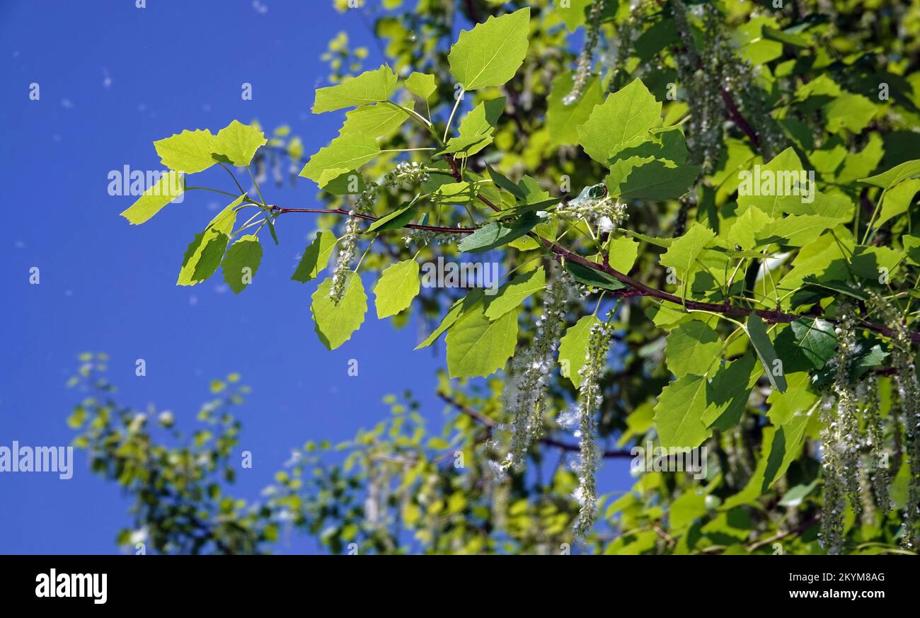 The seeds of the Poplar tree in spring hang in bunches Stock Photo - Alamy