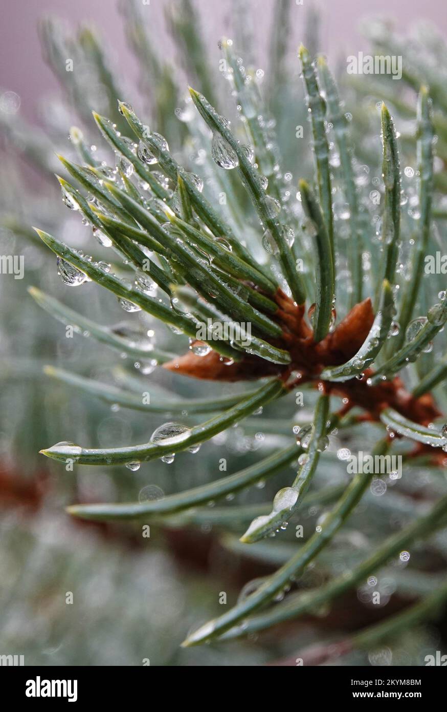 Coniferous tree branch with drops of ross - close-up Stock Photo - Alamy