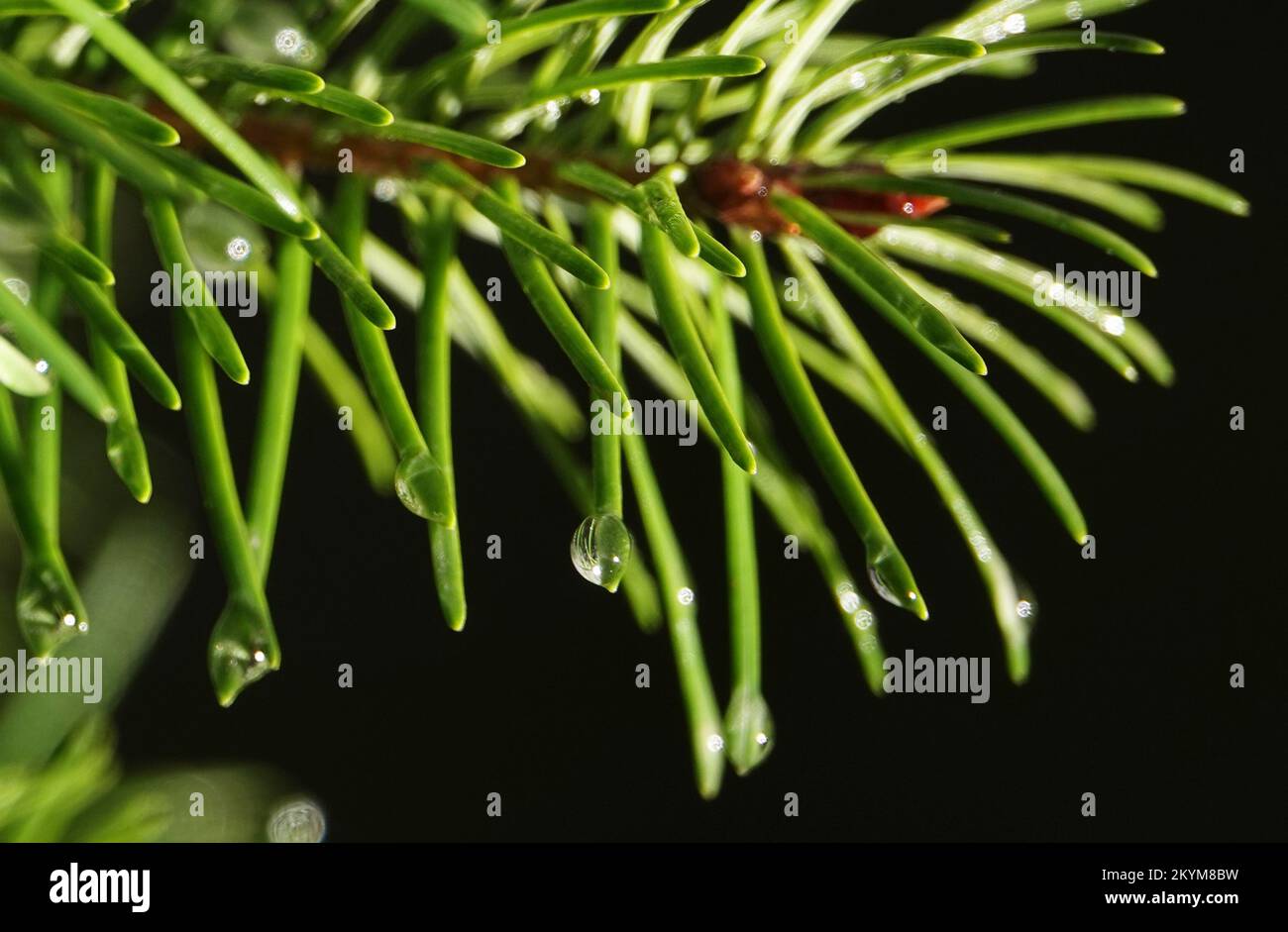 Solar tree ross hi-res stock photography and images - Alamy