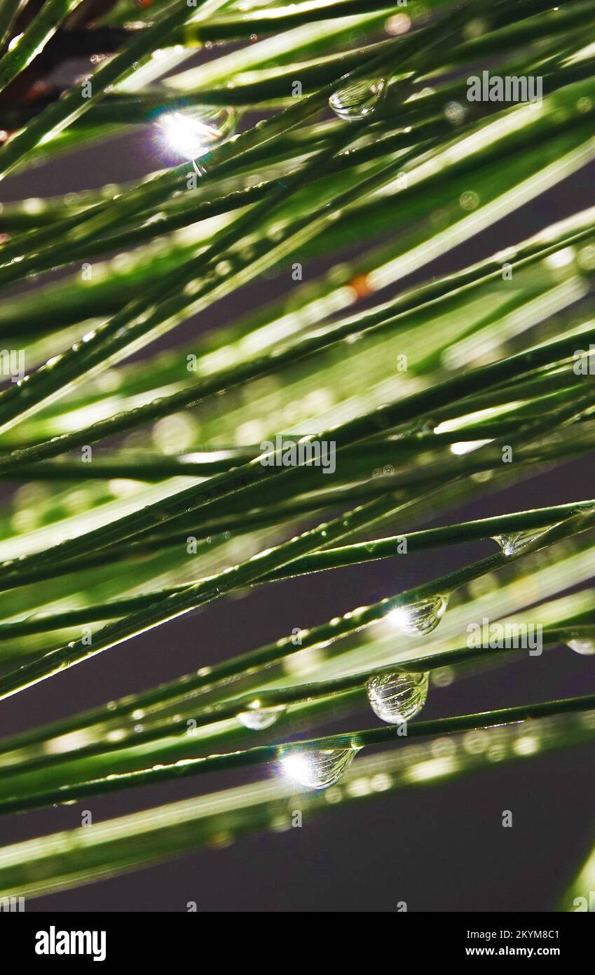 Coniferous tree branch with drops of ross - close-up Stock Photo - Alamy