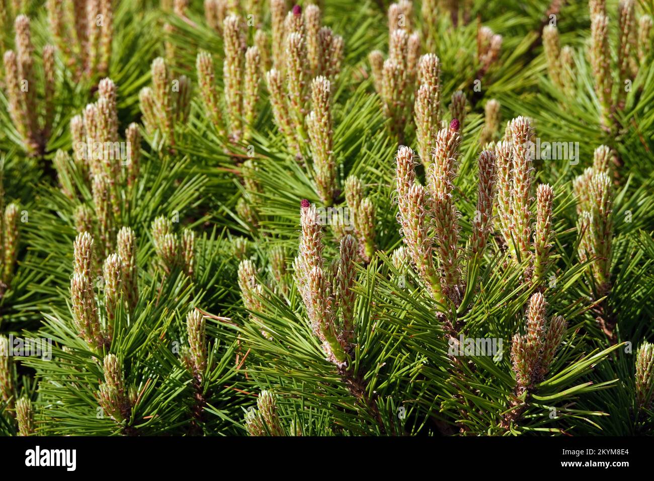 Coniferous tree branch with young shoots of green needles Stock Photo ...