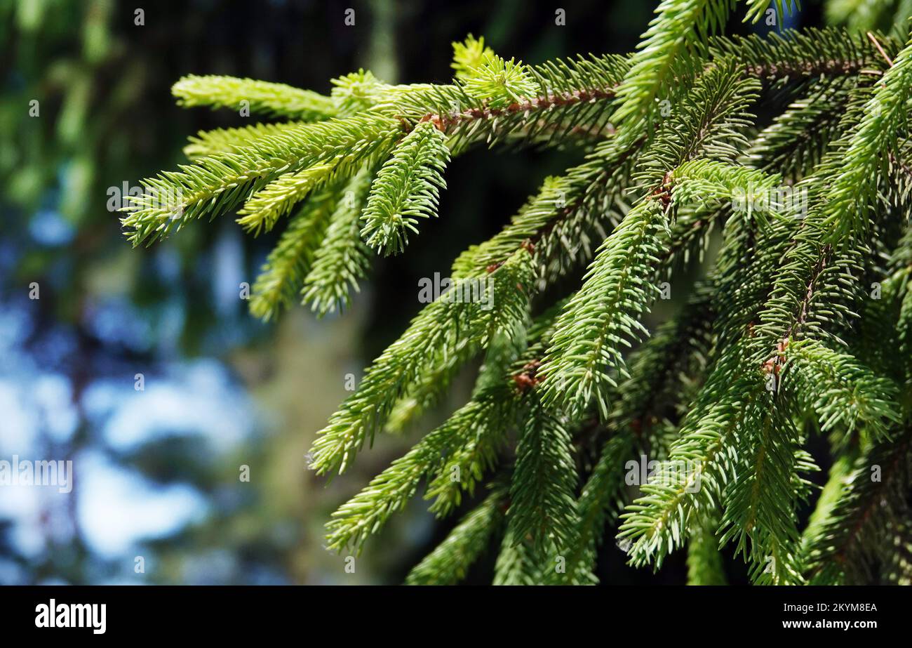 Coniferous tree branch with young shoots of green needles Stock Photo ...