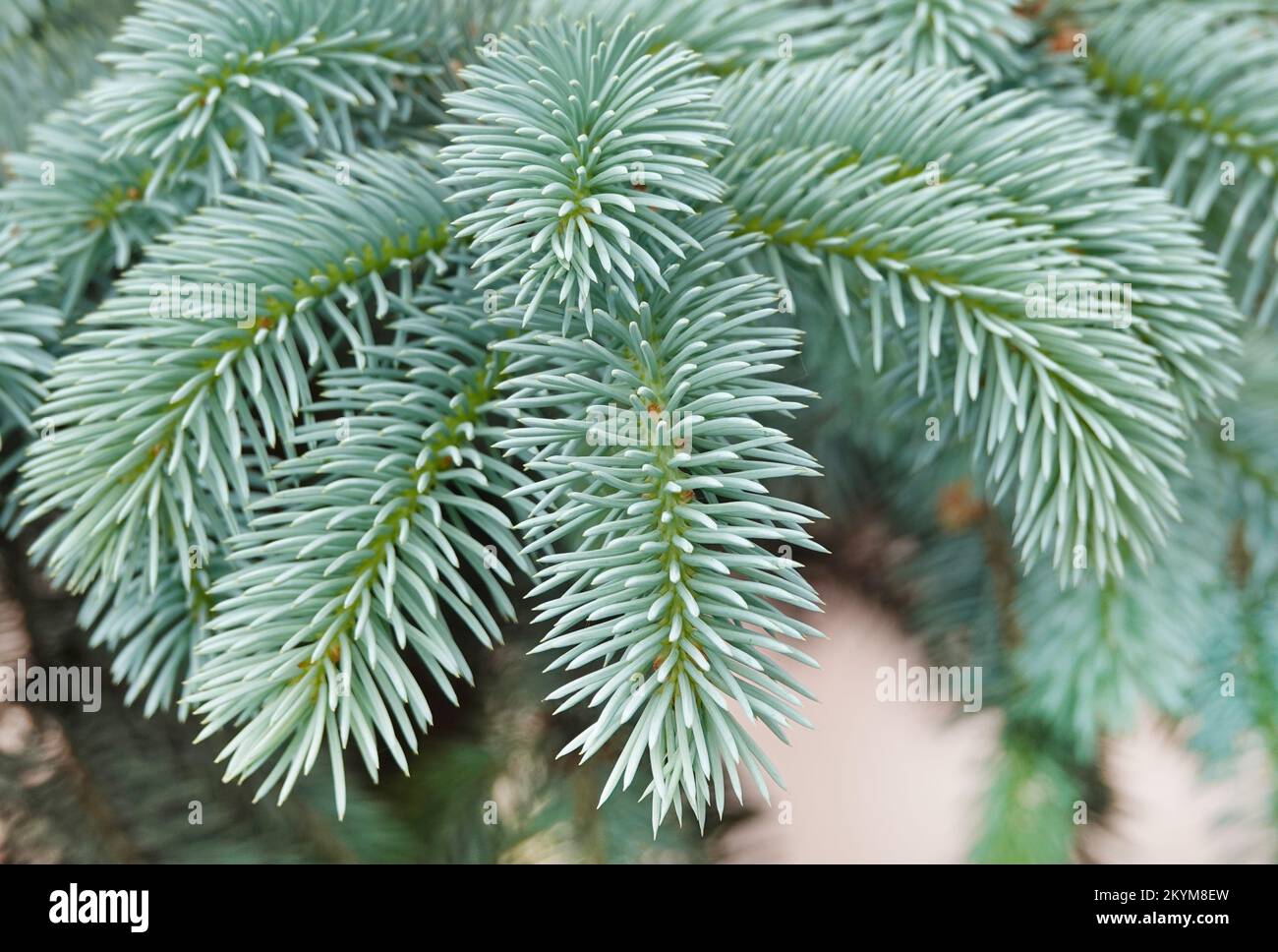 Coniferous tree branch with young shoots of green needles Stock Photo ...
