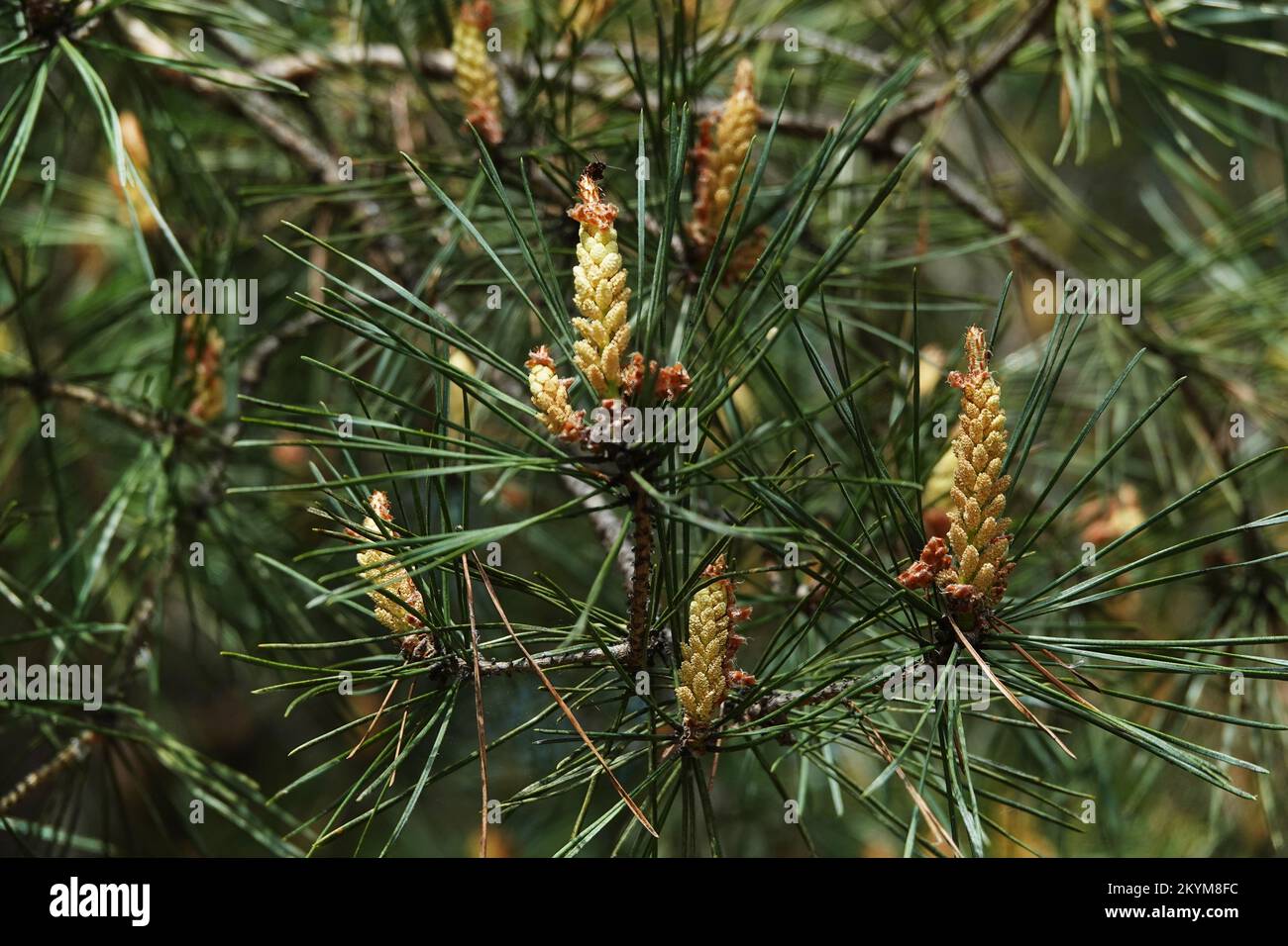 Cones grow in clusters on a conifer with long needles Stock Photo - Alamy