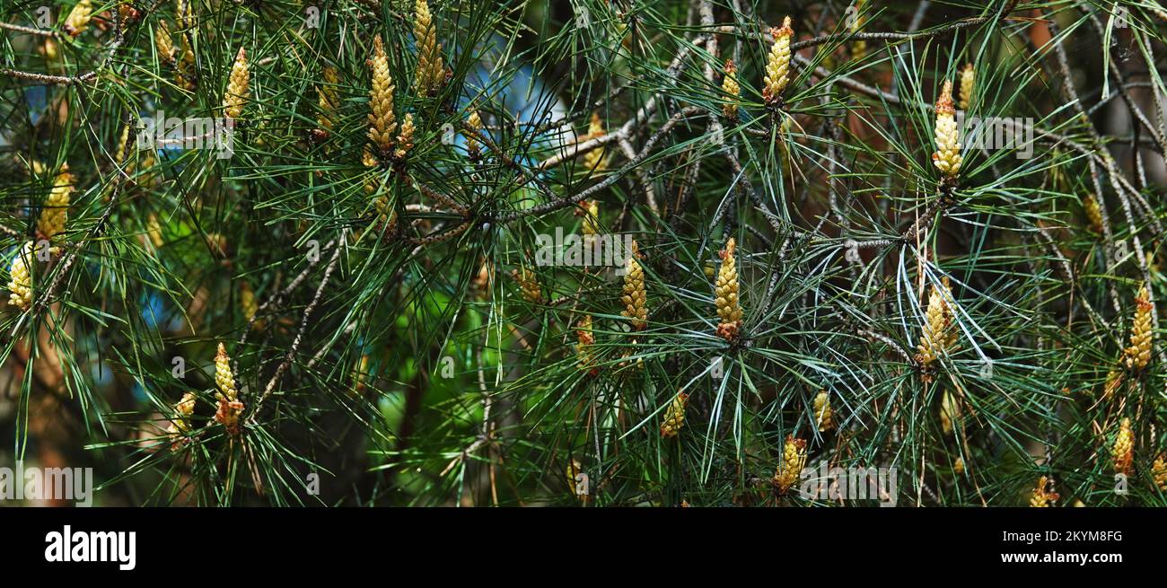 Cones grow in clusters on a conifer with long needles Stock Photo - Alamy
