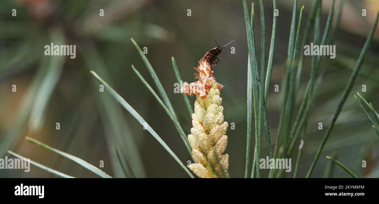 Cones grow on the branches hi-res stock photography and images - Alamy