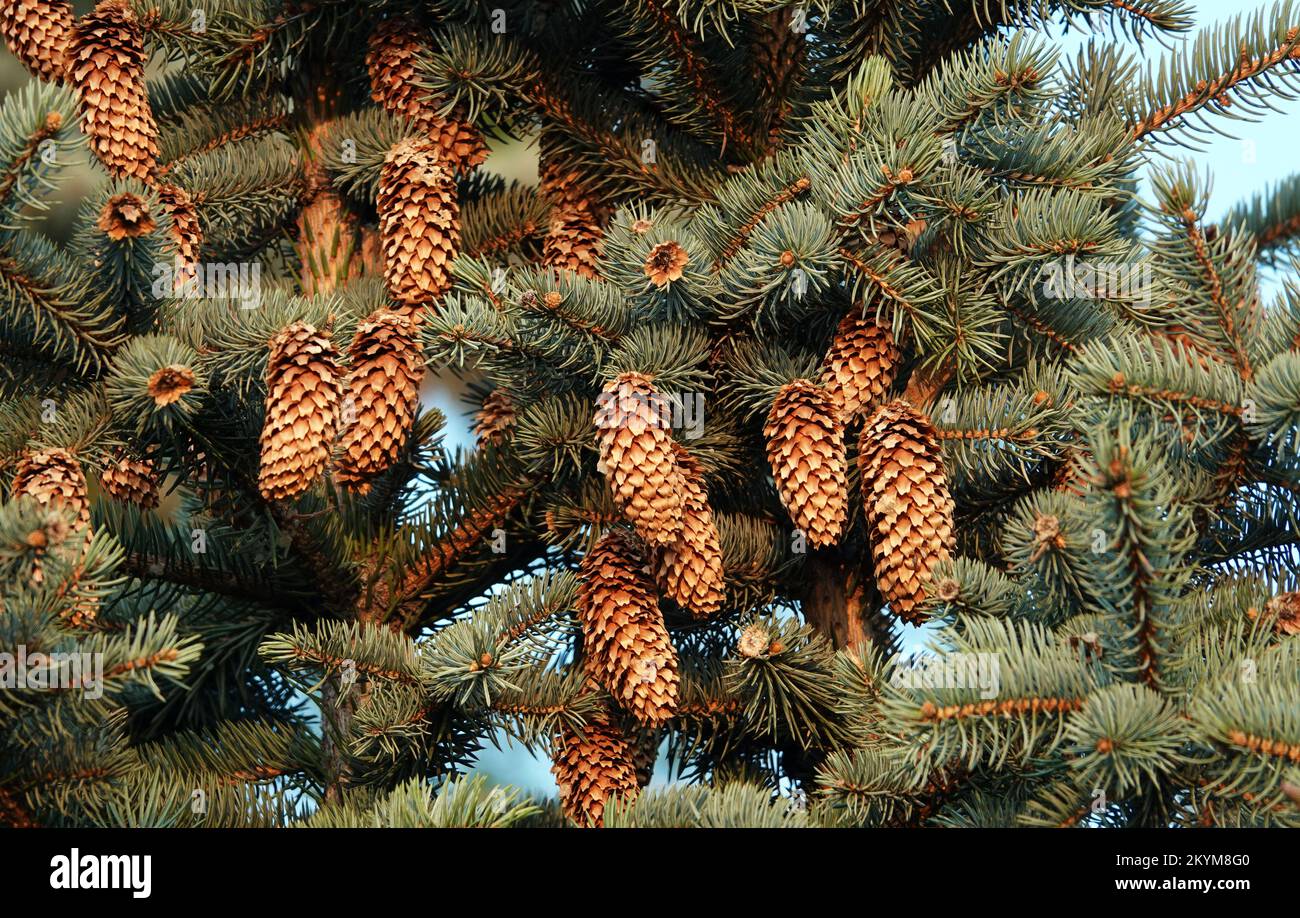 Cones grow on a conifer with long needles Stock Photo - Alamy