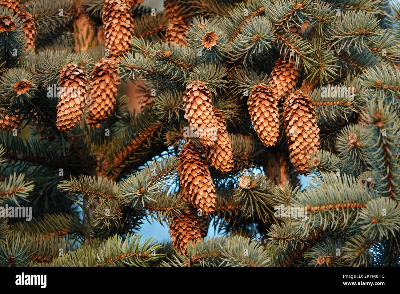 Cones grow on a conifer with long needles Stock Photo - Alamy