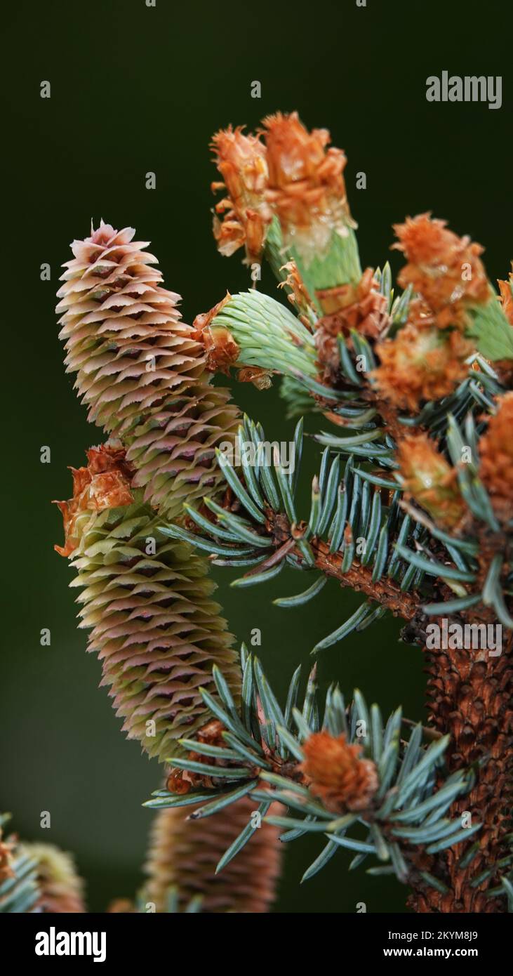 Coniferous branches in form hi-res stock photography and images - Alamy