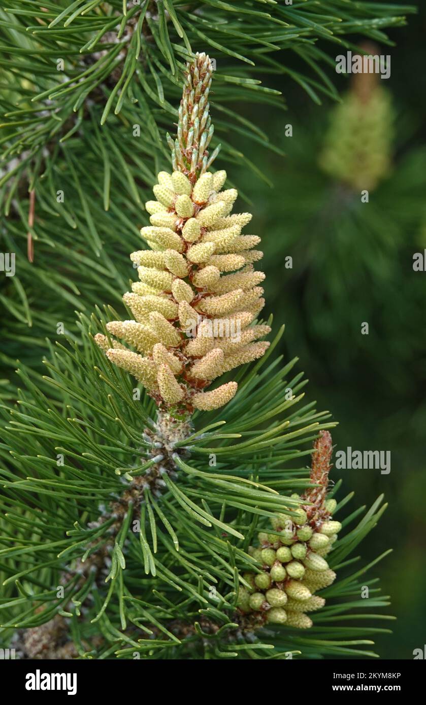 Coniferous trees with cones in the form of a large beautiful flower ...