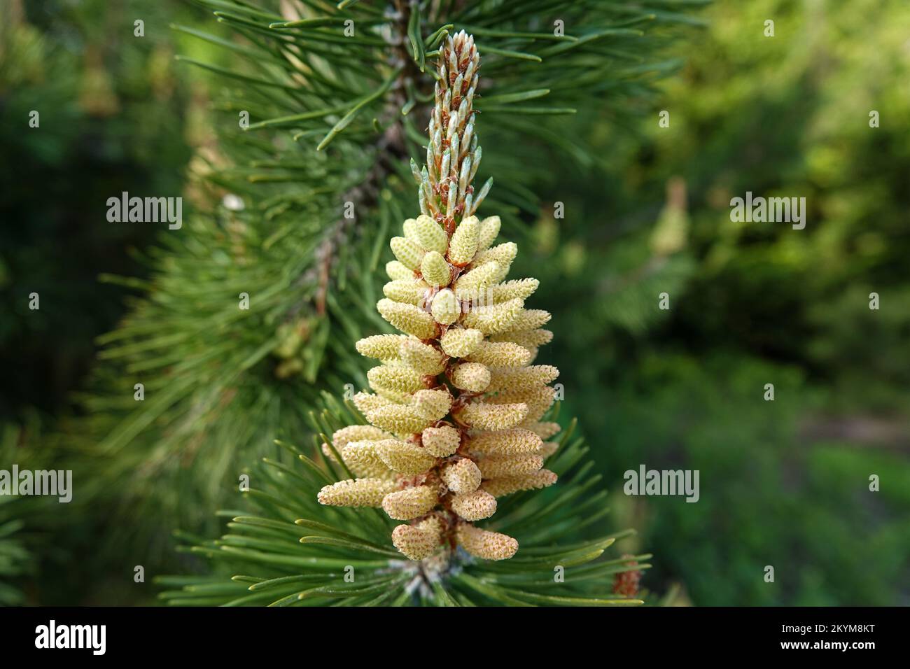 Coniferous trees with cones in the form of a large beautiful flower ...