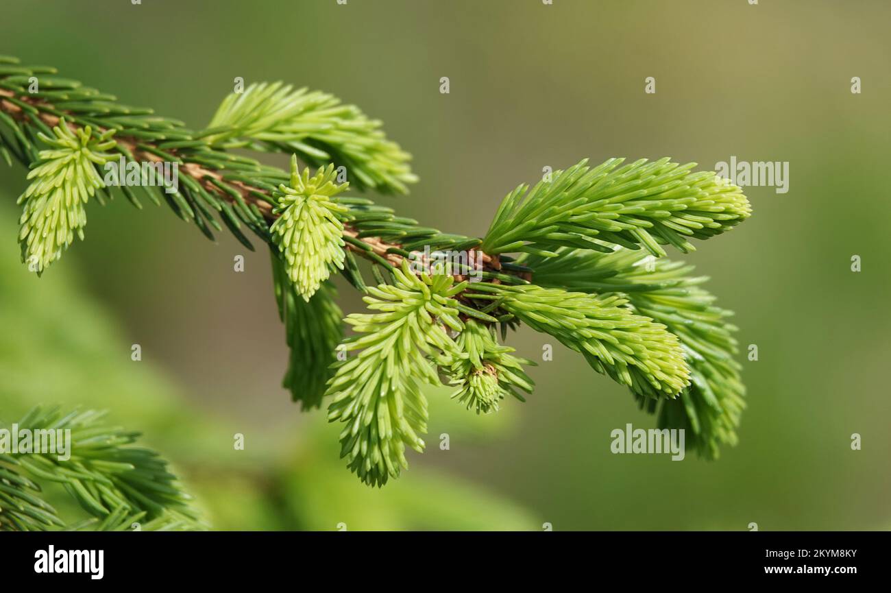 Coniferous tree branch with young shoots of green needles Stock Photo ...
