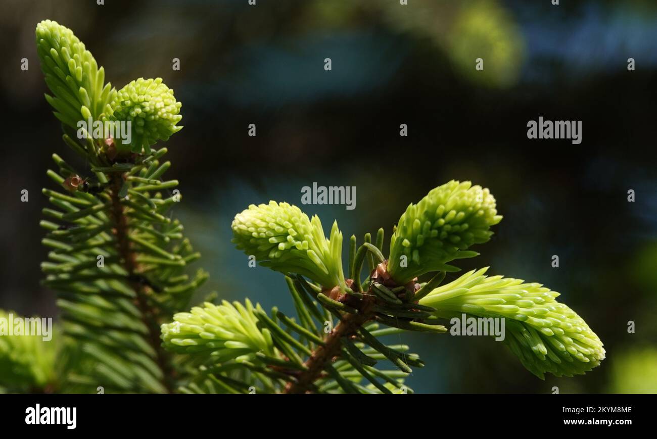 Coniferous tree branch with young shoots of green needles Stock Photo ...
