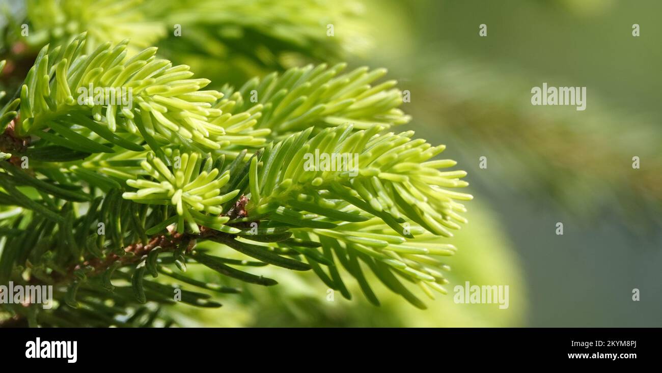 Coniferous tree branch with young shoots of green needles Stock Photo ...