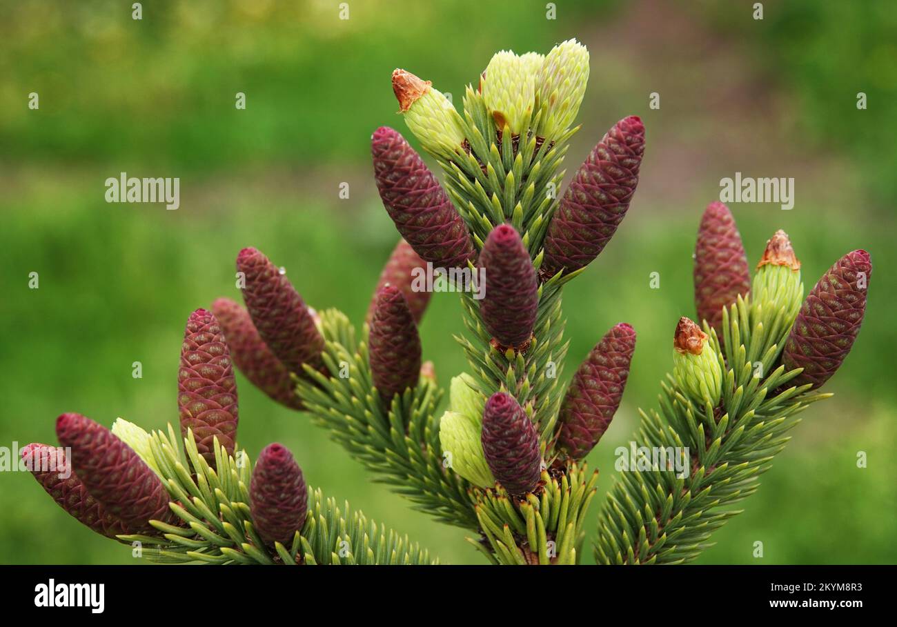 The beginning of the growth of green cones and branches in the spring ...