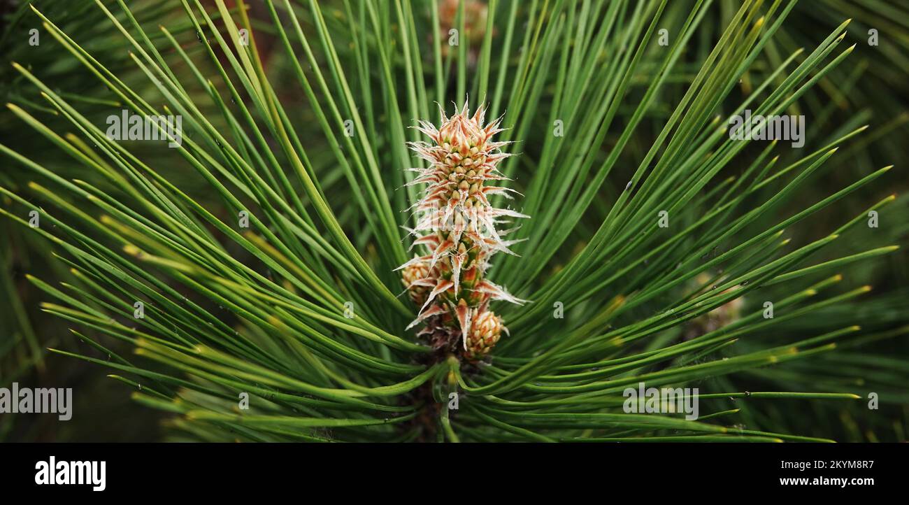 The beginning of the growth of green cones and branches in the spring ...