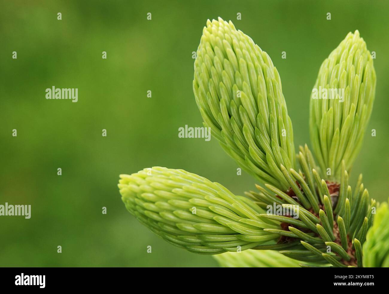The beginning of the growth of green cones and branches in the spring ...