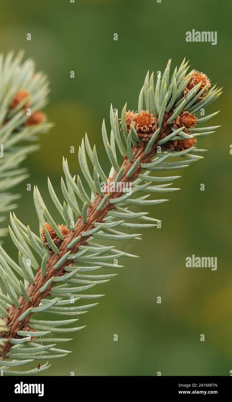 The beginning of the growth of green cones and branches in the spring ...