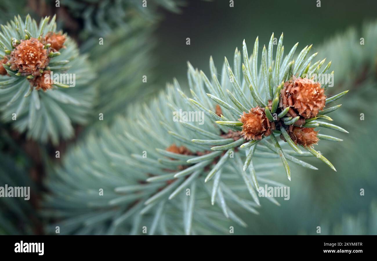 The beginning of the growth of green cones and branches in the spring ...