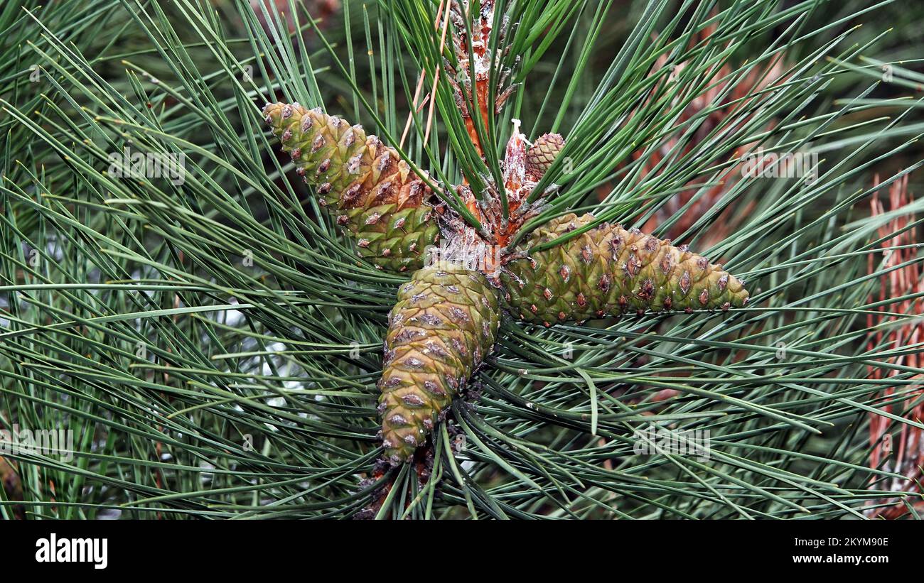 Cones grow on a conifer with long needles Stock Photo - Alamy