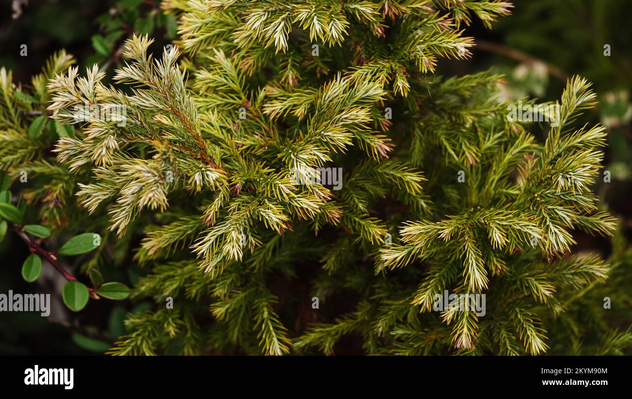 Coniferous trees and cones with branch needles and coniferous flower ...