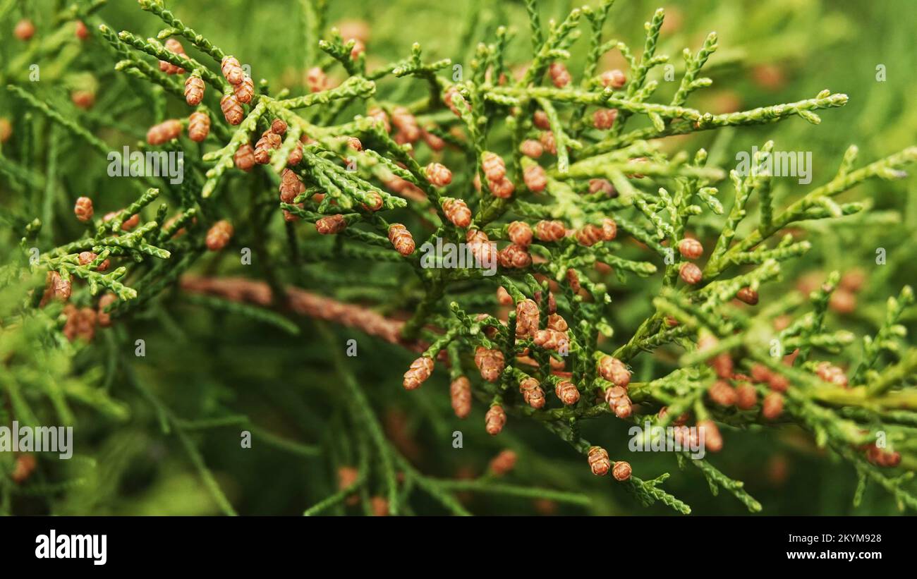 Coniferous trees and cones with branch needles and coniferous flower ...