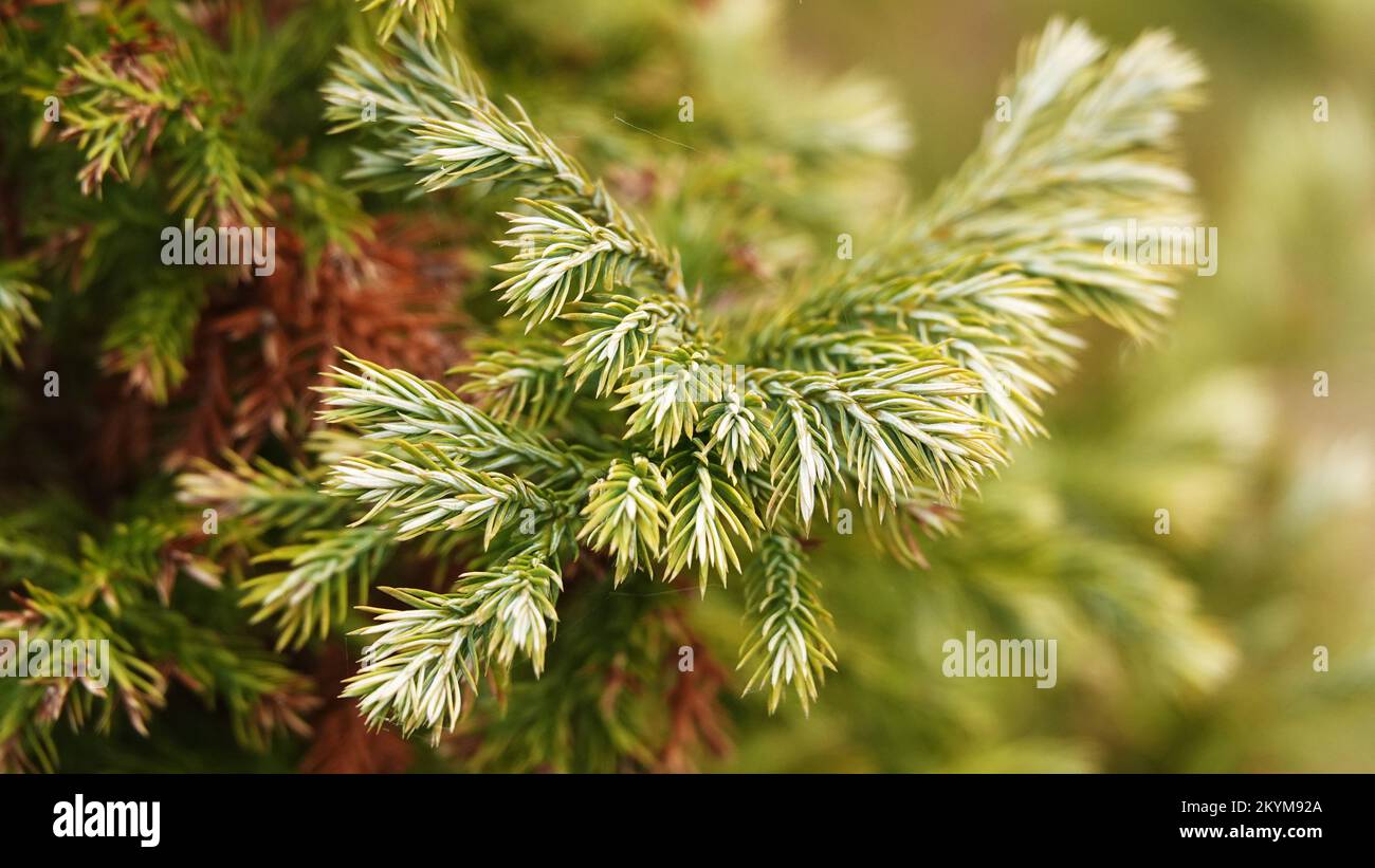 Coniferous trees and cones with branch needles and coniferous flower ...