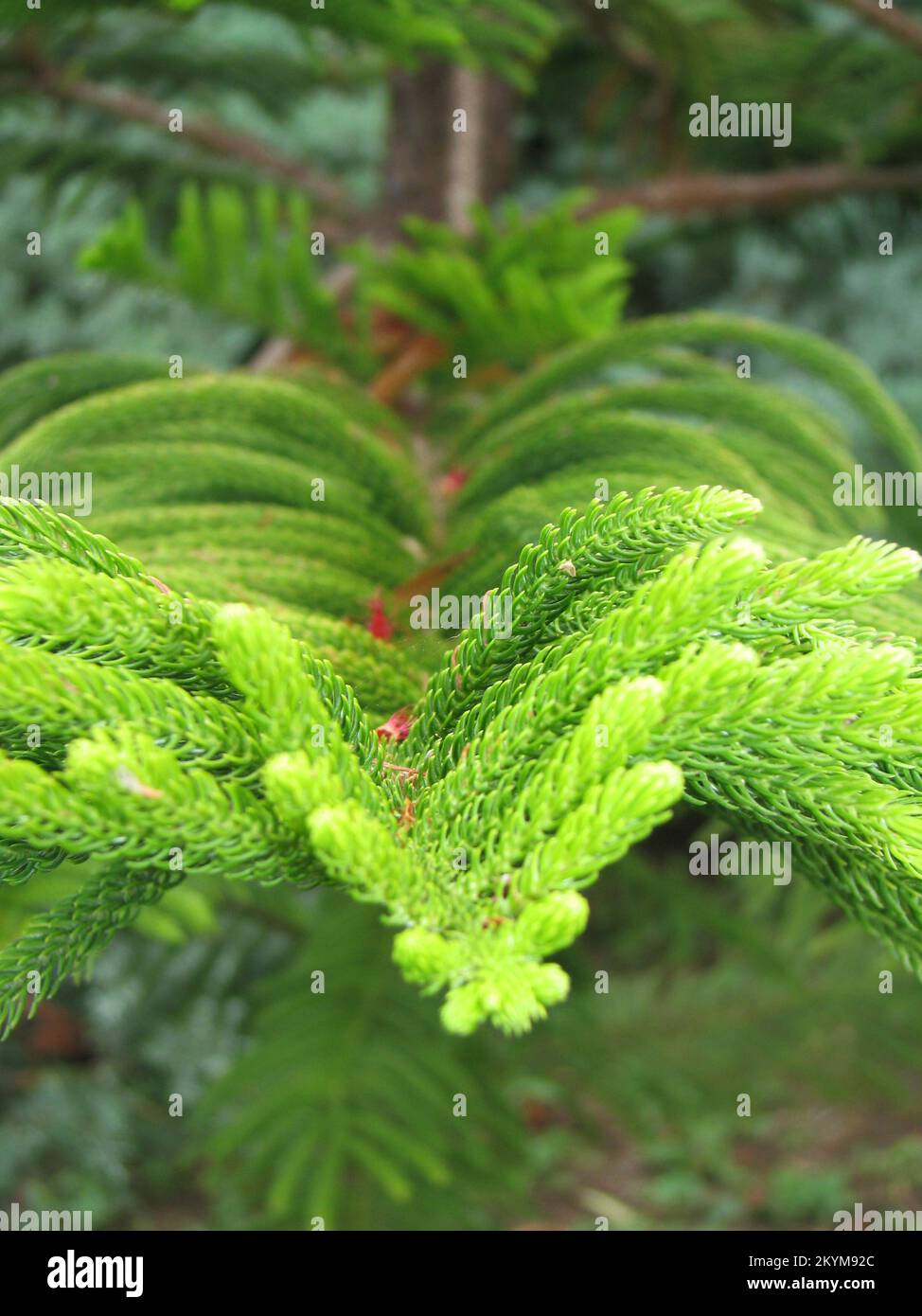 Turkey nature its flowers, plants and berries Stock Photo - Alamy