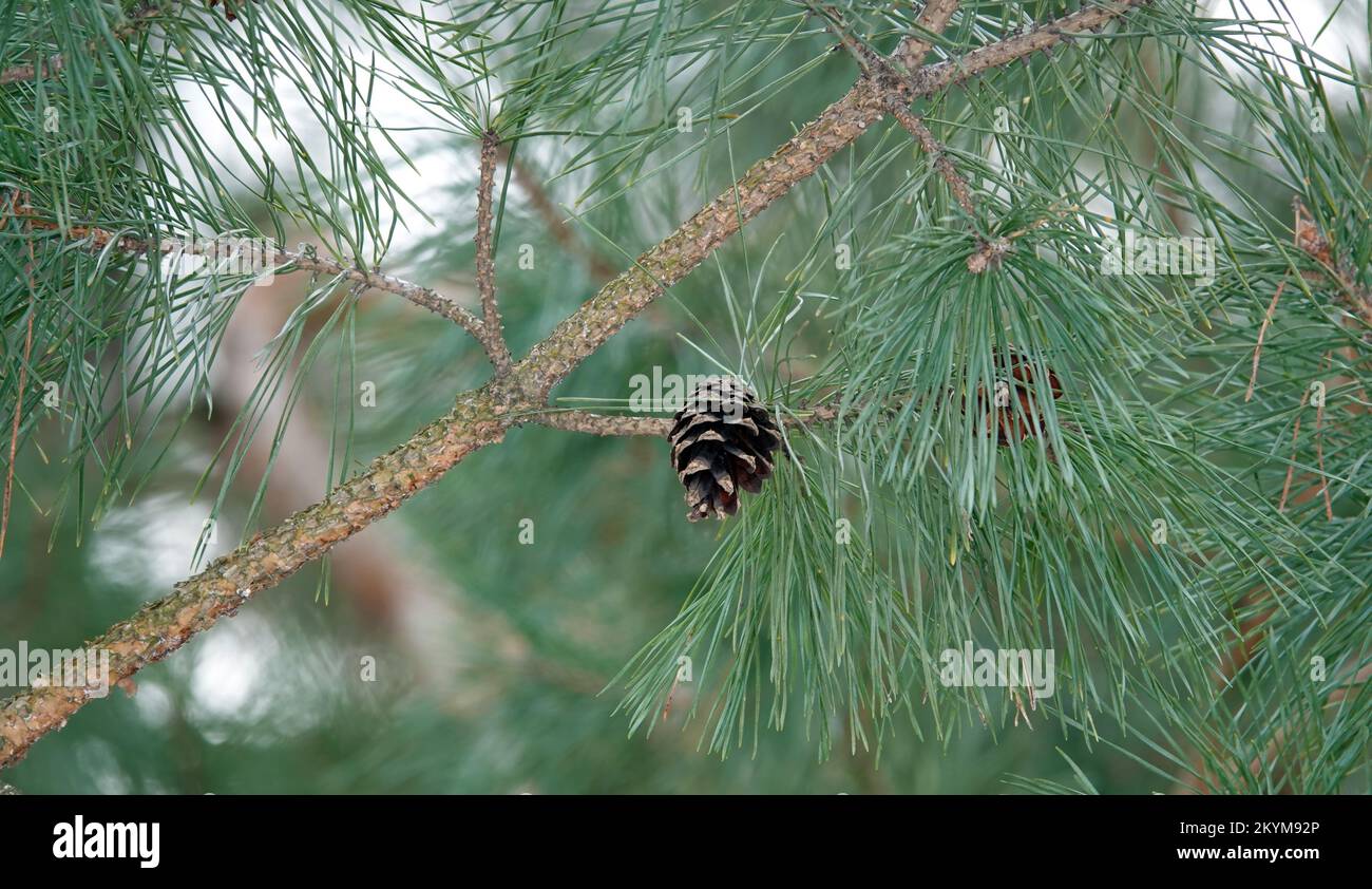 Spruce tree lot cones hi-res stock photography and images - Alamy