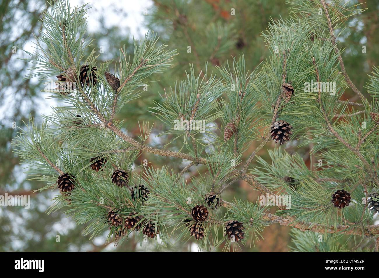 Old cones of coniferous tree hang on branches Stock Photo - Alamy