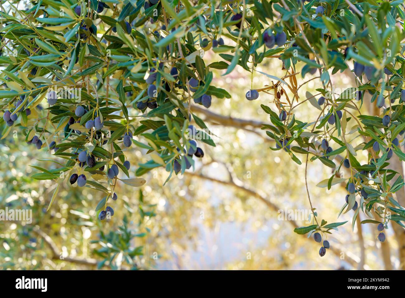 Olive garden background. Branches of olive trees under the sun on a ...