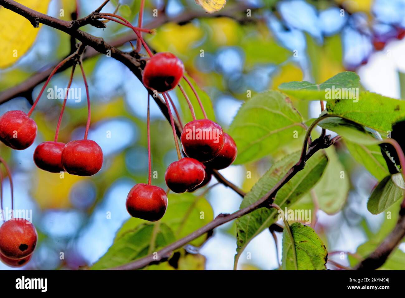 Ripe, red crabapples, crab apples, Malus, hang on an apple tree - Malus ...