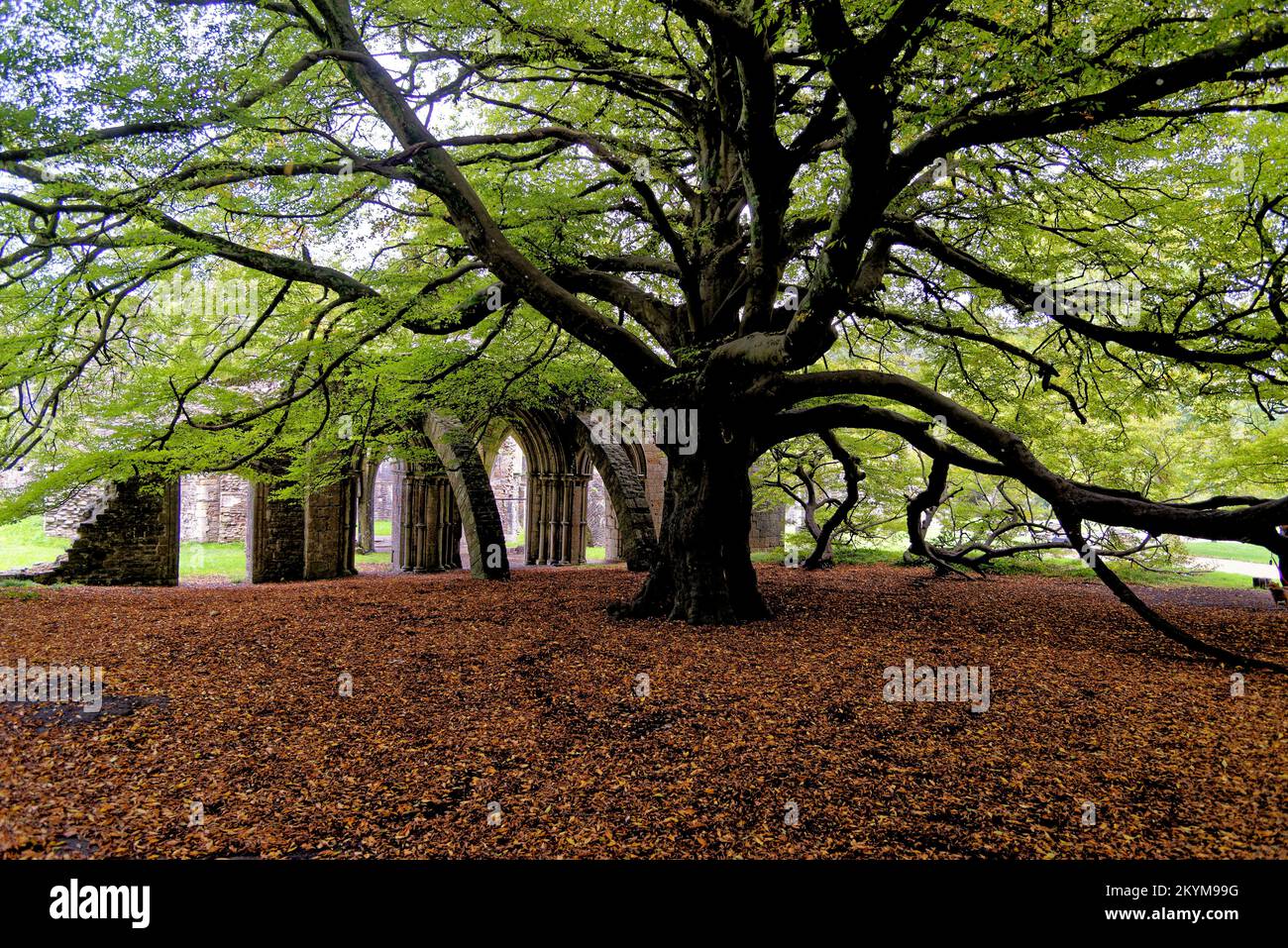 The remains of the Chapter House of the Cistercian Abbey, shaded by a ...