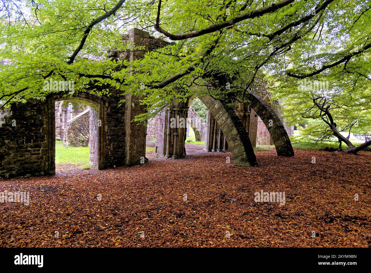 The remains of the Chapter House of the Cistercian Abbey, shaded by a ...