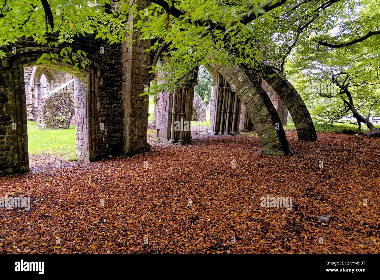 The remains of the Chapter House of the Cistercian Abbey, shaded by a ...