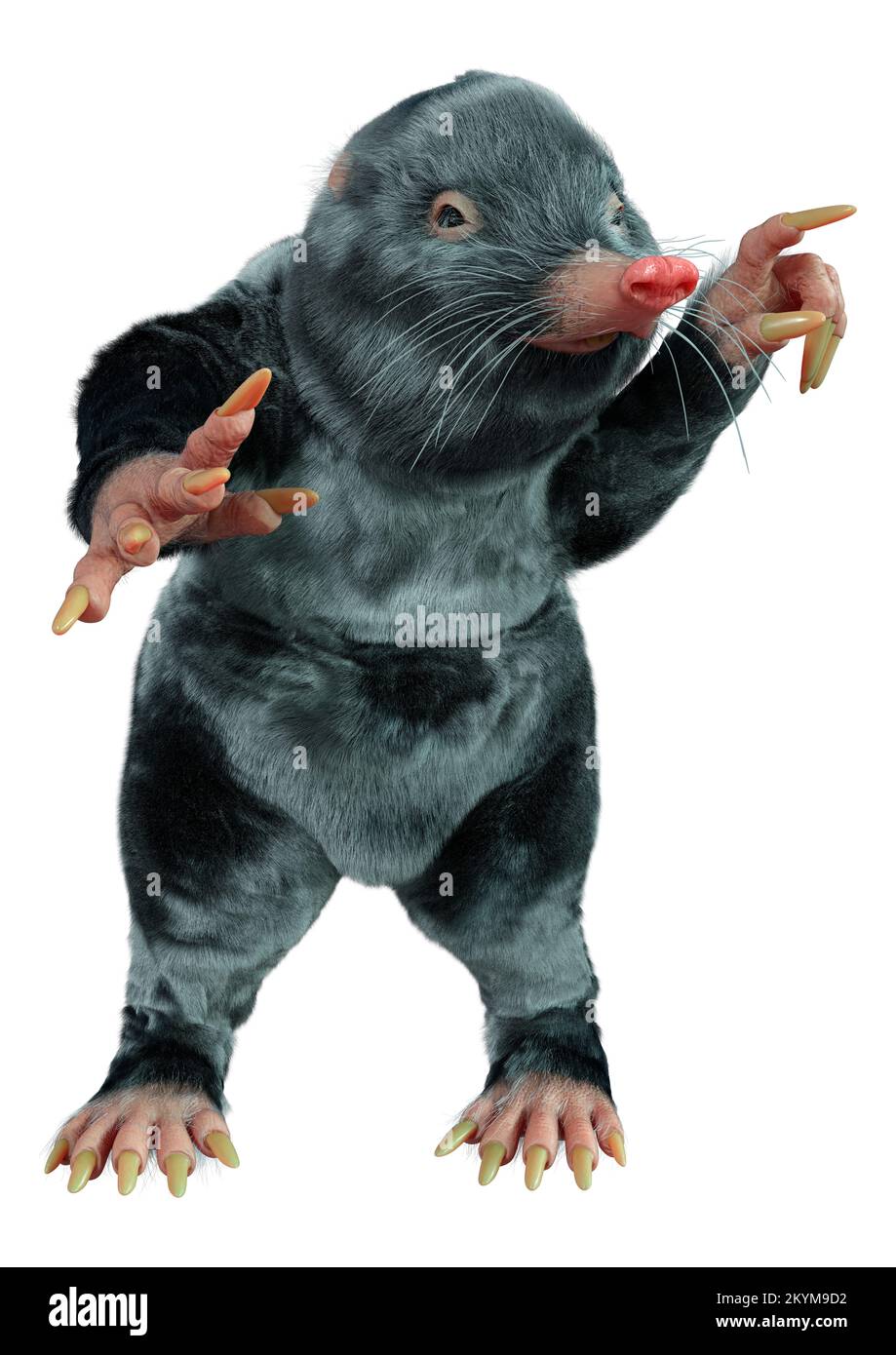 3D rendering of a mole animal isolated on white background Stock Photo ...