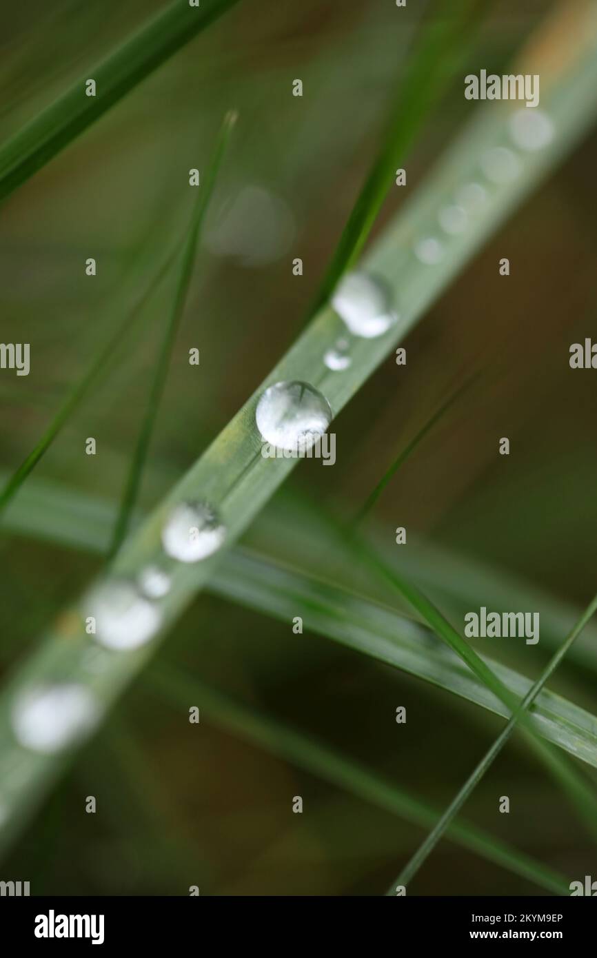 Winter rain droplets in grass leaves background close up nature ...