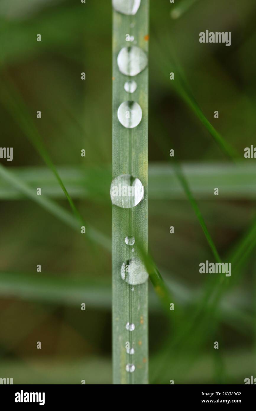 Winter rain droplets in grass leaves background close up nature ...