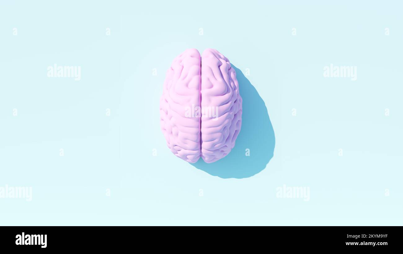 Pale Pink Human Brain Anatomy Neurology Mind Intelligence Think Medical Symbol Blue Background ...