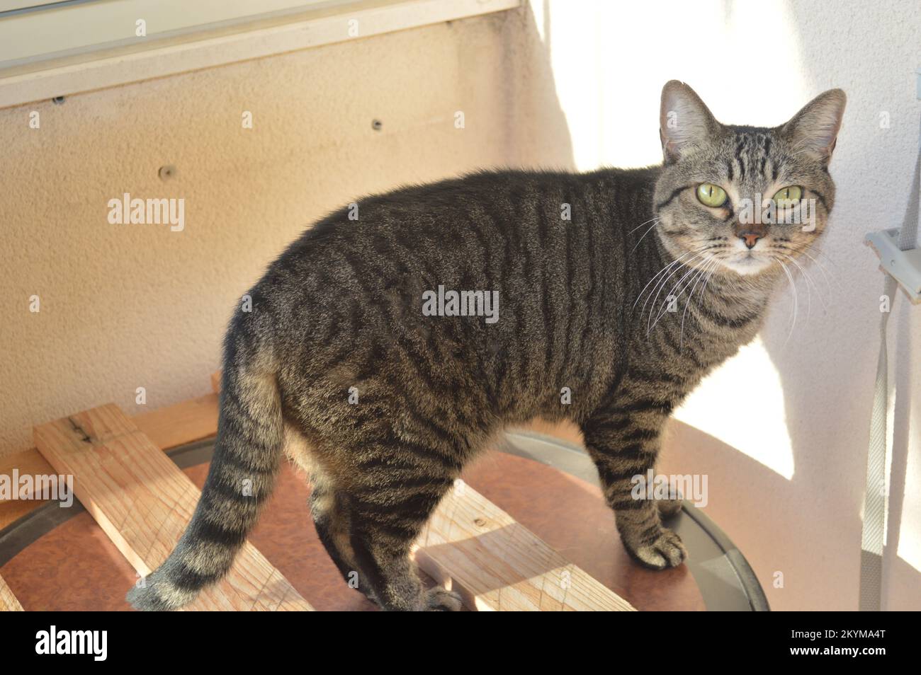 Female brown black tabby cat hi-res stock photography and images - Alamy